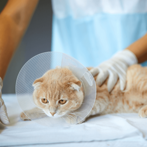 Spay Care Guide | Mancelona Veterinary Hospital